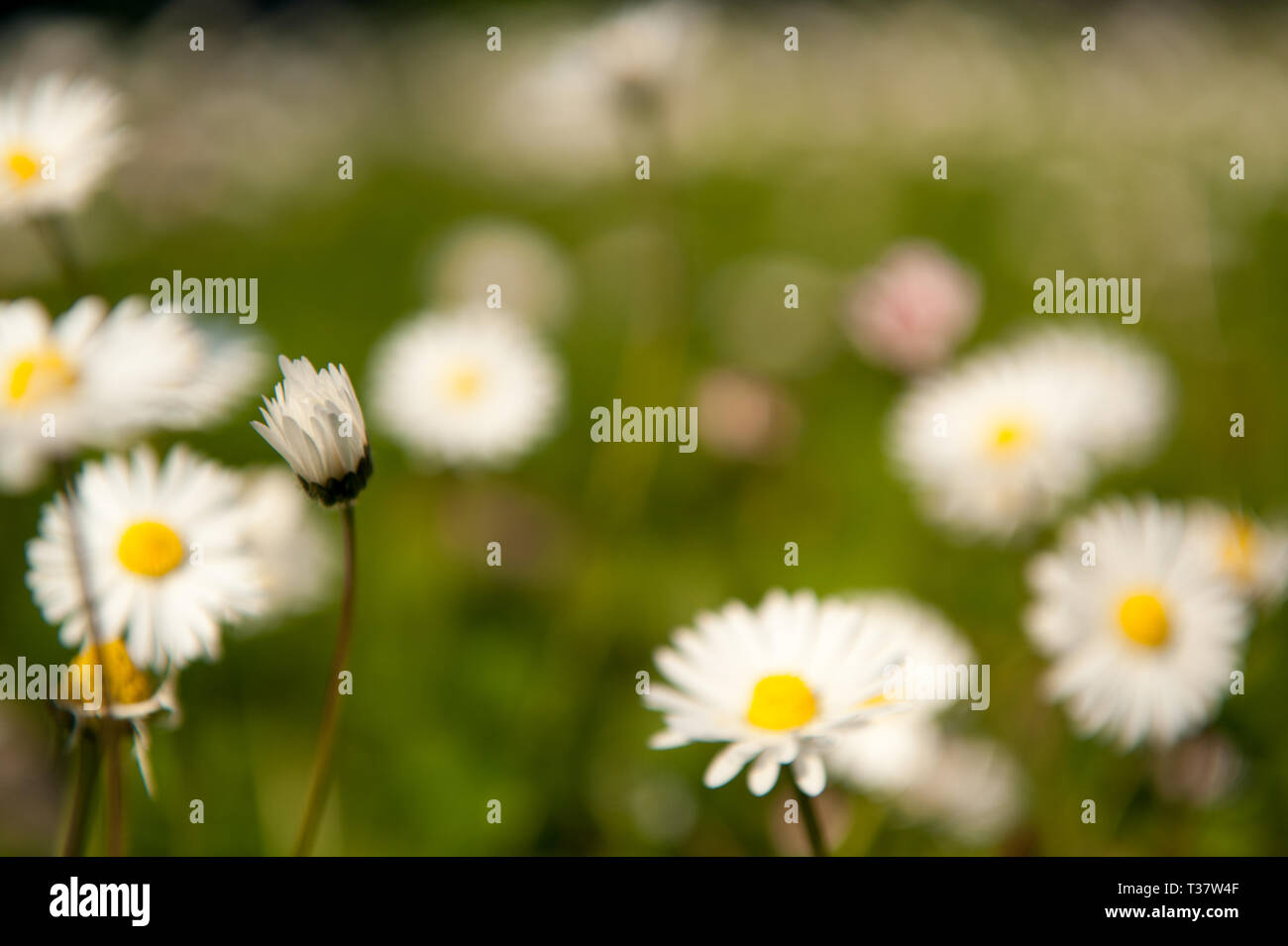 Wiese spring hi-res stock photography and images - Alamy