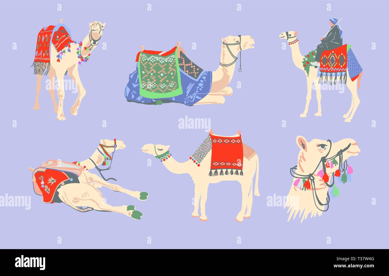 set of egyptian camel decorated with bright carpets and ornaments in ...