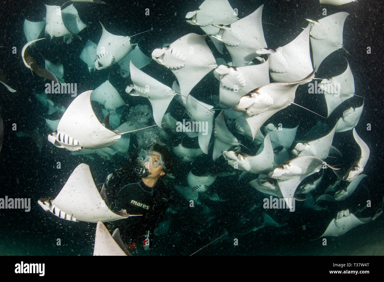 Munks Devil Ray feeding on plankton at night, Mobula munkiana, La Paz ...