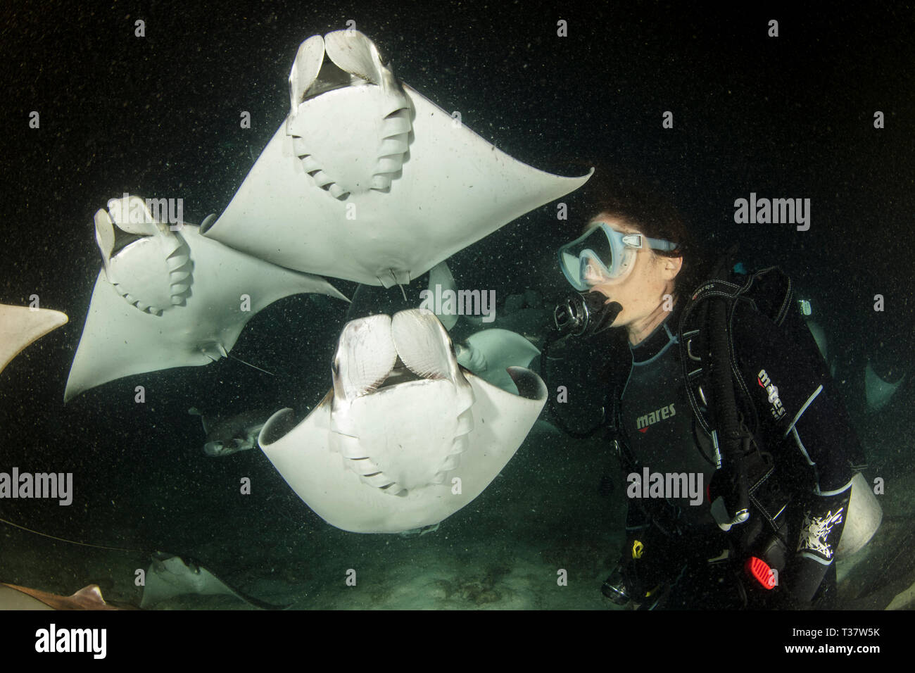 Night scuba hi-res stock photography and images - Alamy