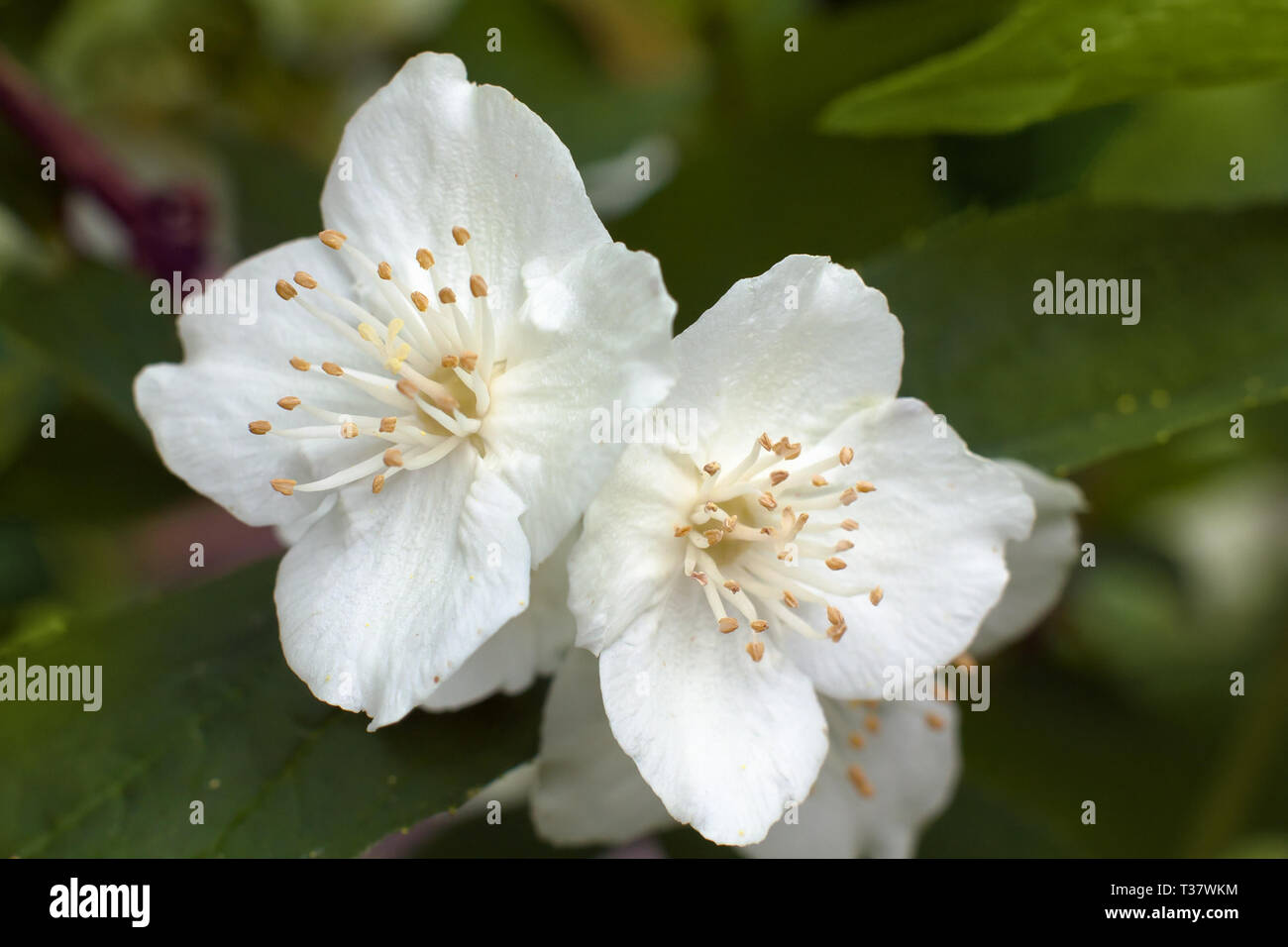 Jasmin plant flower hi-res stock photography and images - Alamy