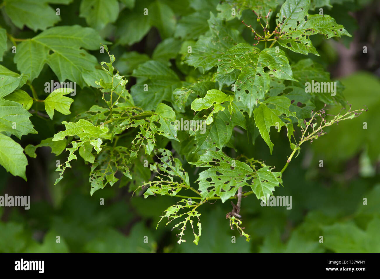 Viburnum beetle pyrrhalta viburni larva hi-res stock photography and ...