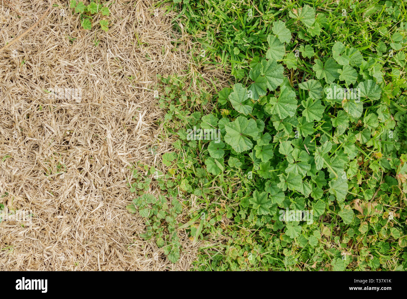 Close up shot of common mallow leaves on the ground at Temple City ...