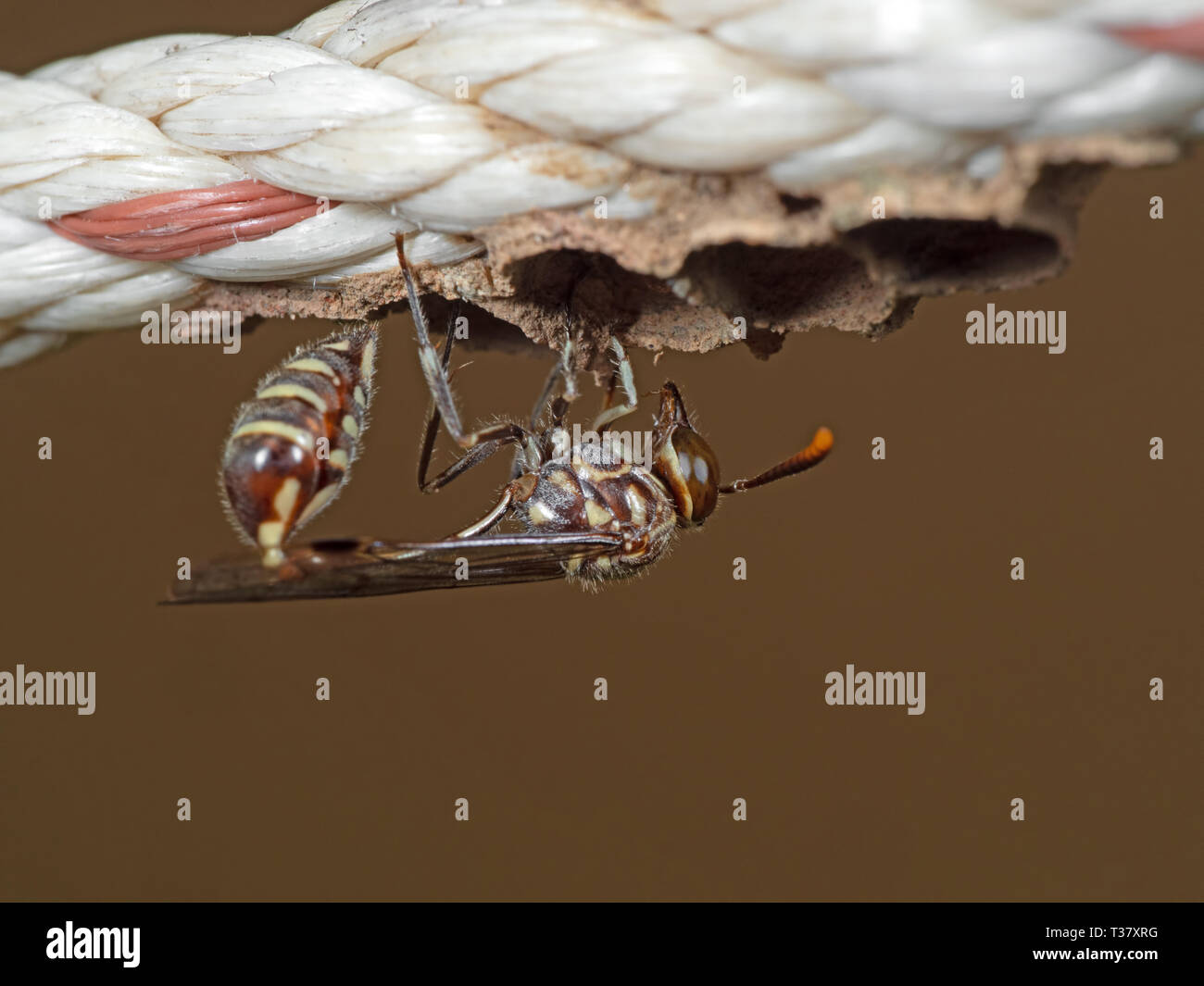 Macro Photography of Paper Wasp is Building a Nest on The Nylon Rope ...