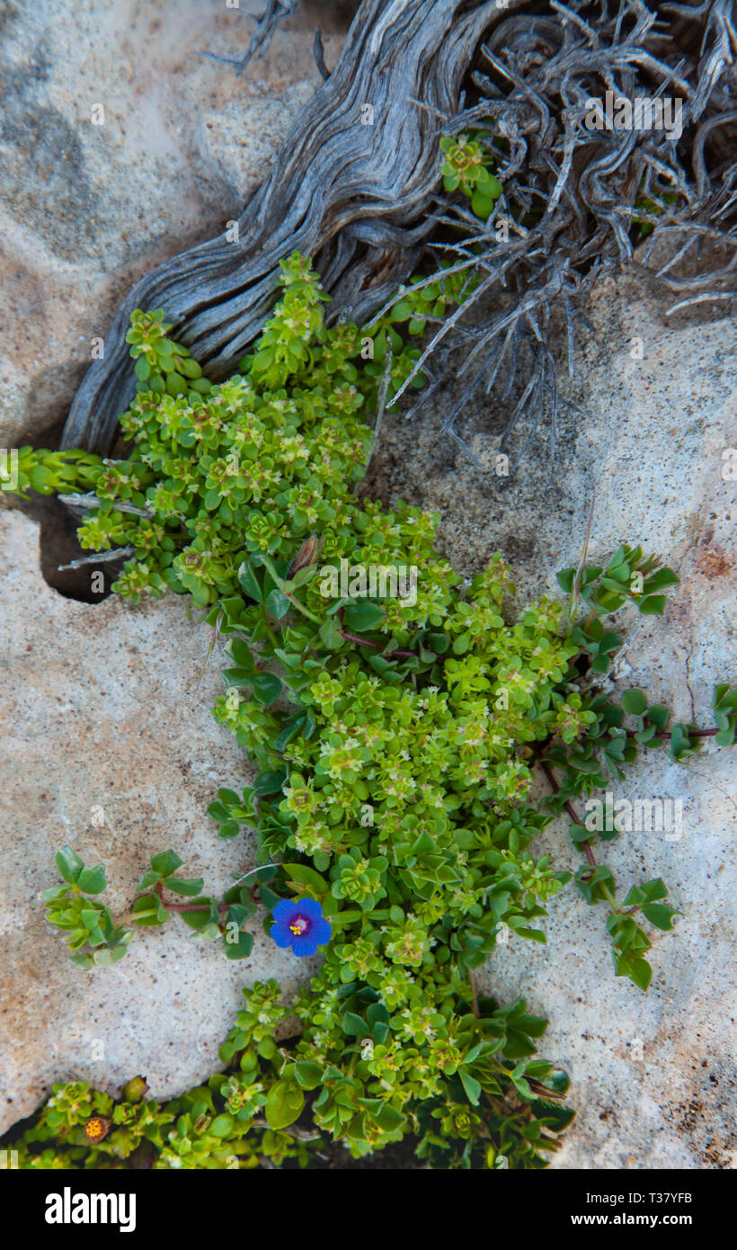 Plants of the Akamas Peninsula Stock Photo - Alamy