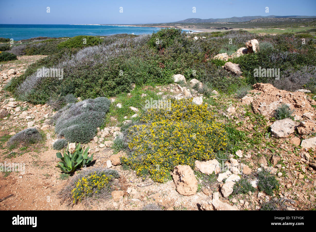 Plants of the Akamas Peninsula Stock Photo - Alamy