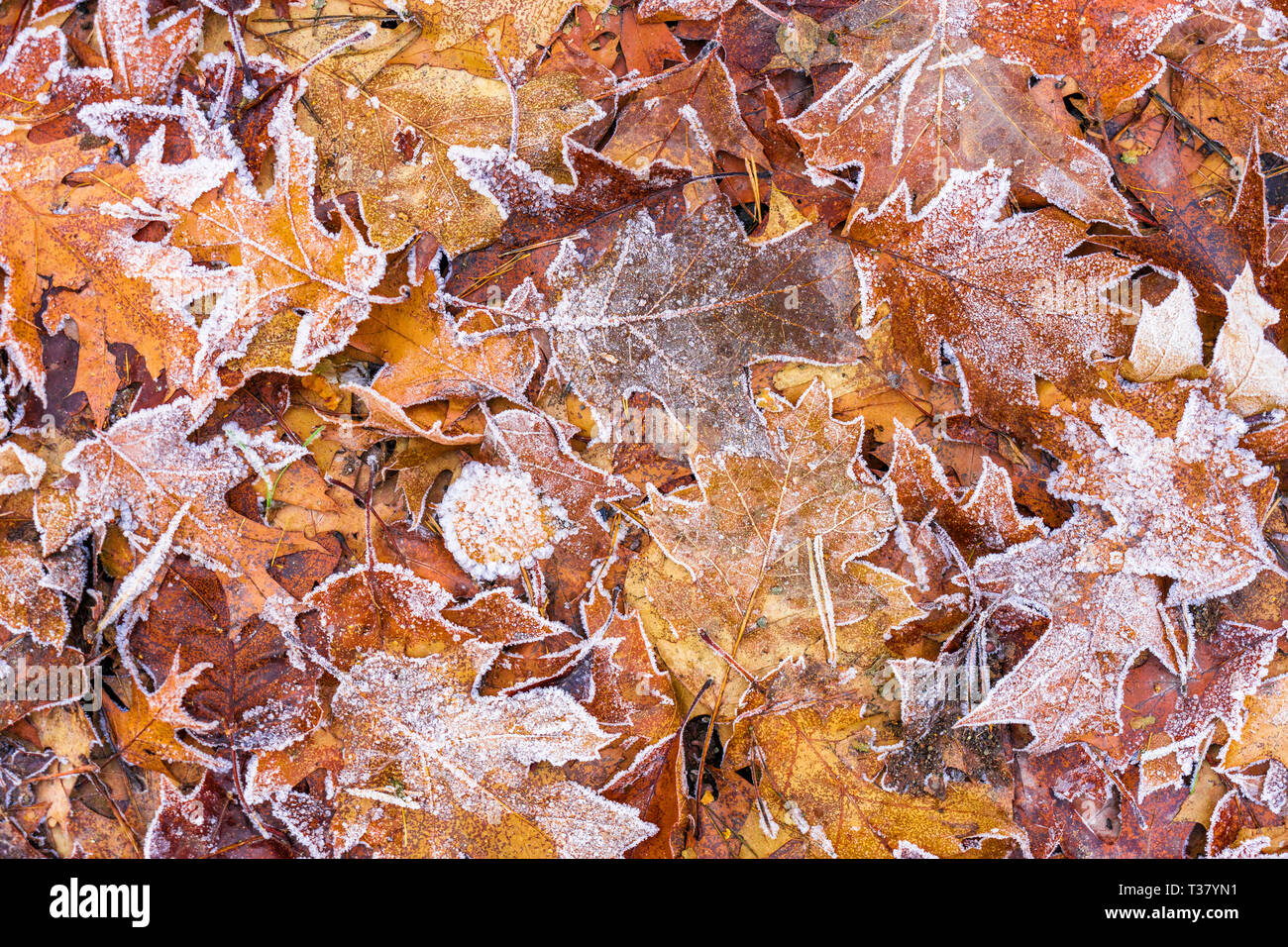 Autumn leaves for background design Stock Photo - Alamy