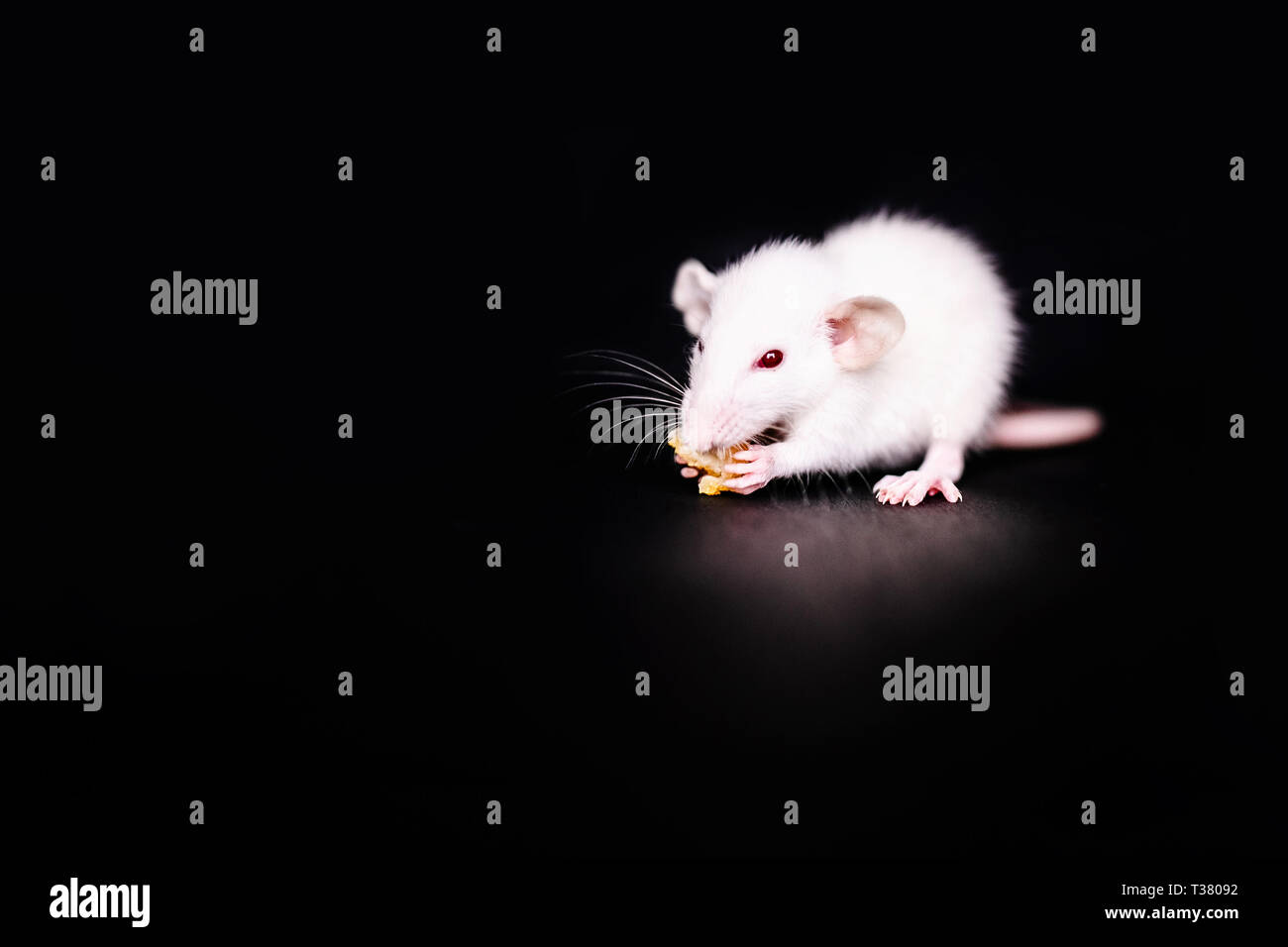 Cute Little Rat eating a cookie, Pet Rat eating a treat. Fluffy rodent ...