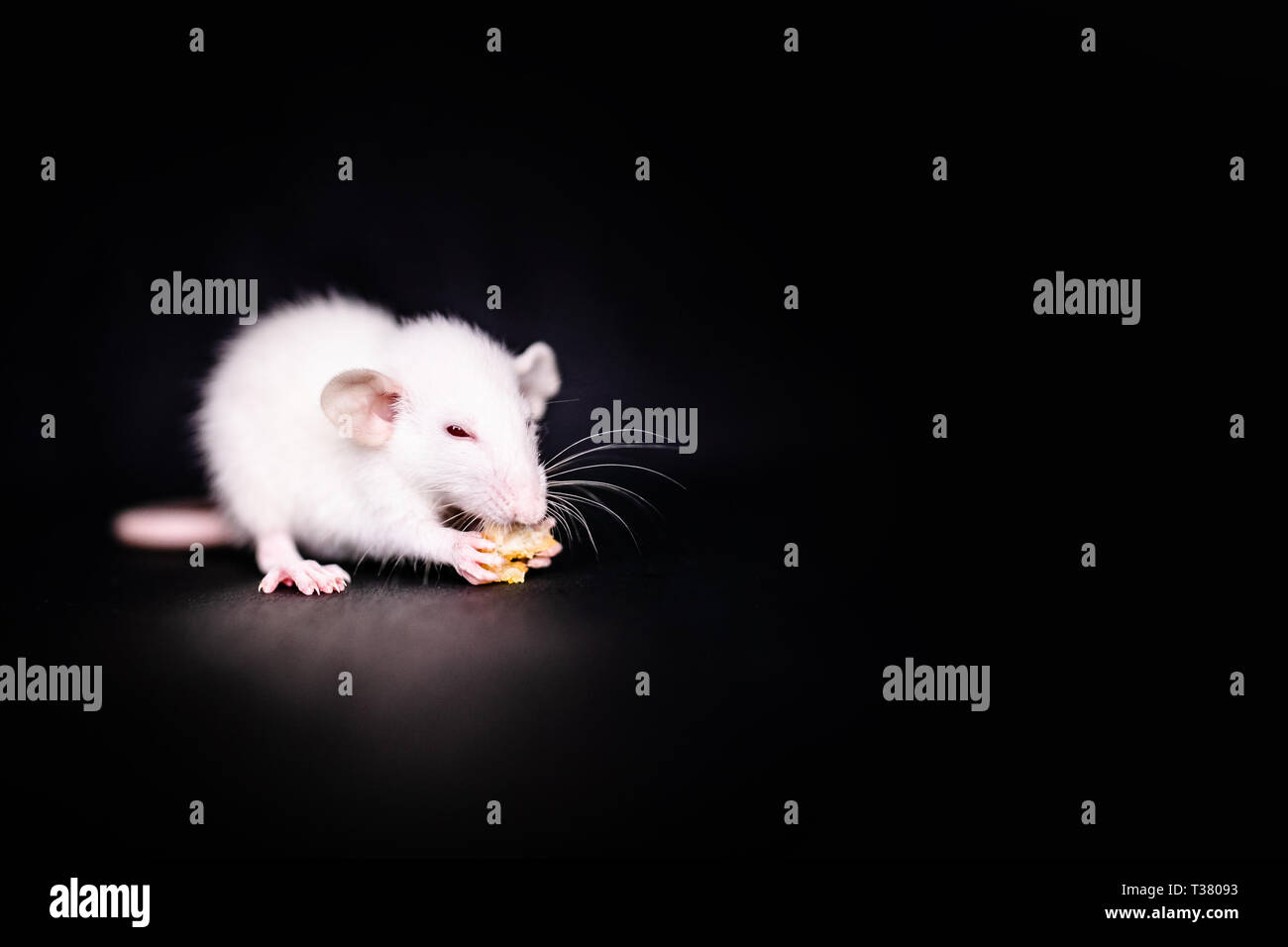 Cute Little Rat eating a cookie, Pet Rat eating a treat. Fluffy rodent ...