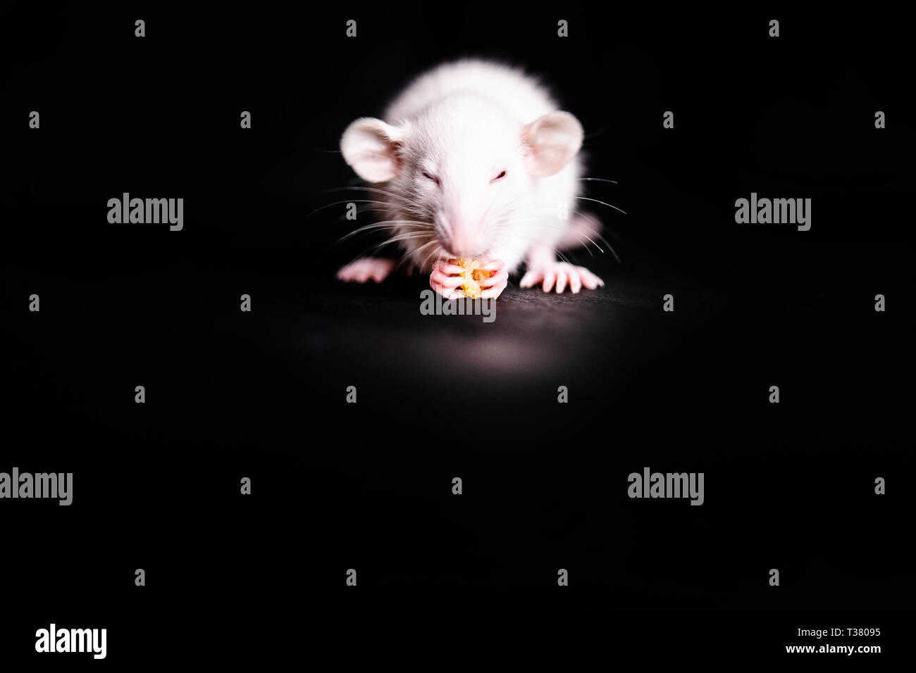 Cute Little Rat eating a cookie, Pet Rat eating a treat. Fluffy rodent ...