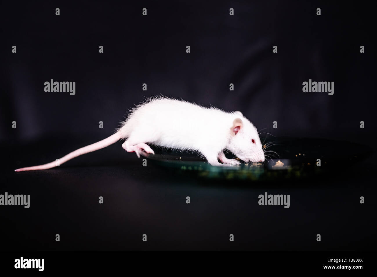 Crumbs on nose hi-res stock photography and images - Alamy