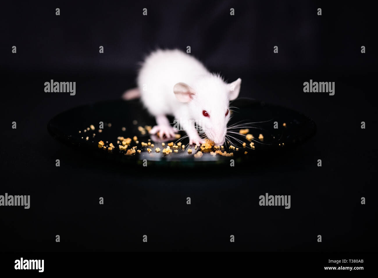 Crumbs On Nose High Resolution Stock Photography and Images - Alamy