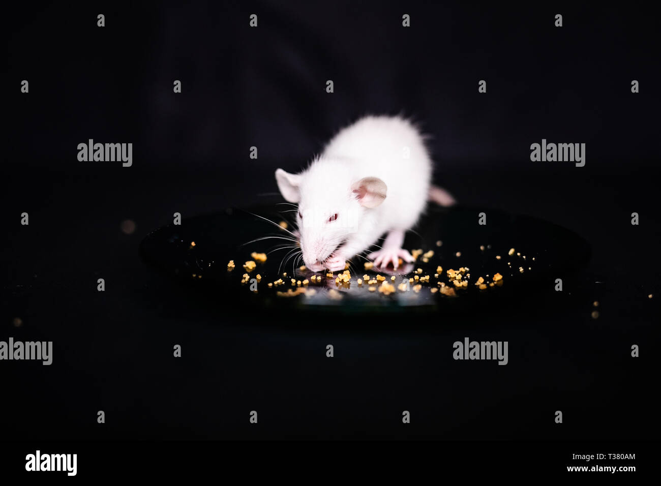 Cute Little Rat eating a crumbs on the plate, Pet Rat eating a treat ...
