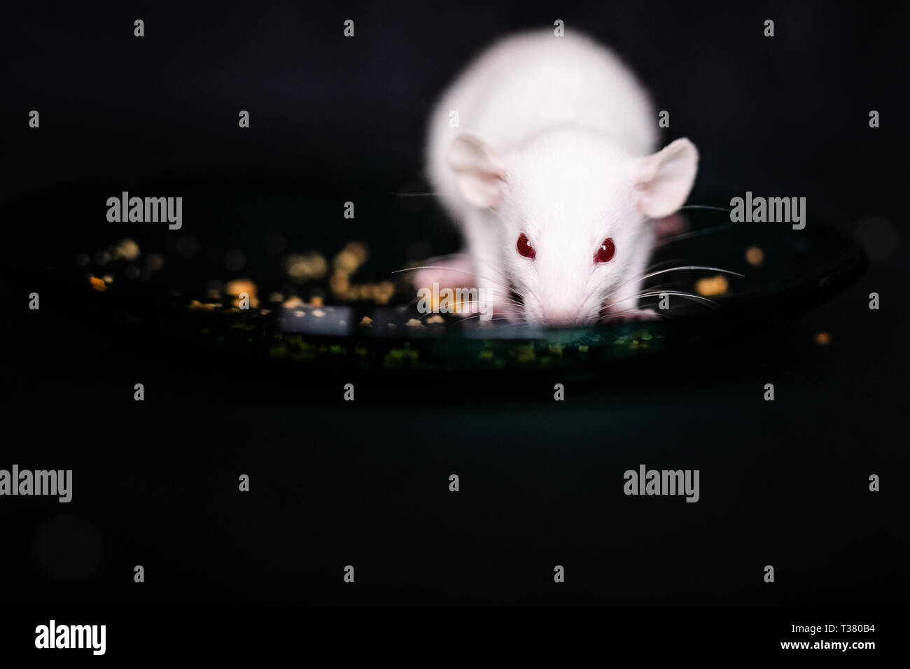 Cute Little Rat eating a crumbs on the plate, Pet Rat eating a treat ...
