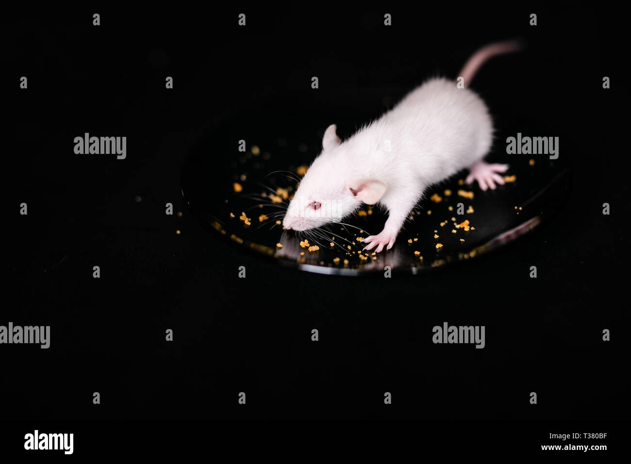 Crumbs On Nose High Resolution Stock Photography and Images - Alamy