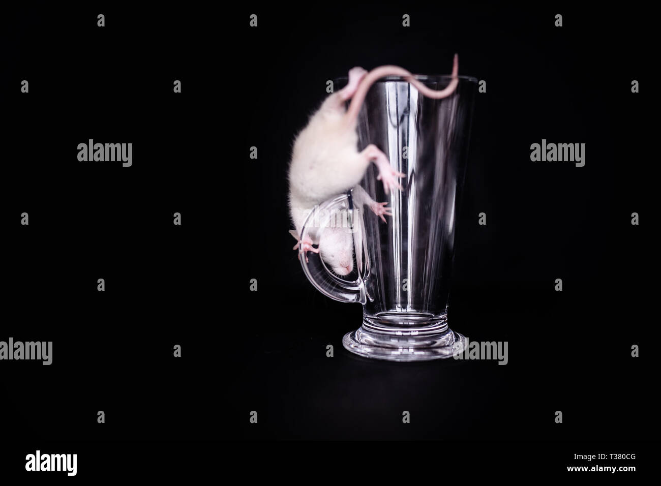 Cute Little White Rat in the glass cup for cuppuchino. Black background ...