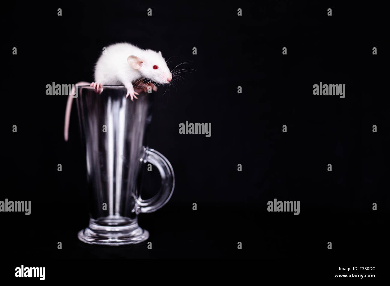 Cute Little White Rat in the glass cup for cuppuchino. Black background ...