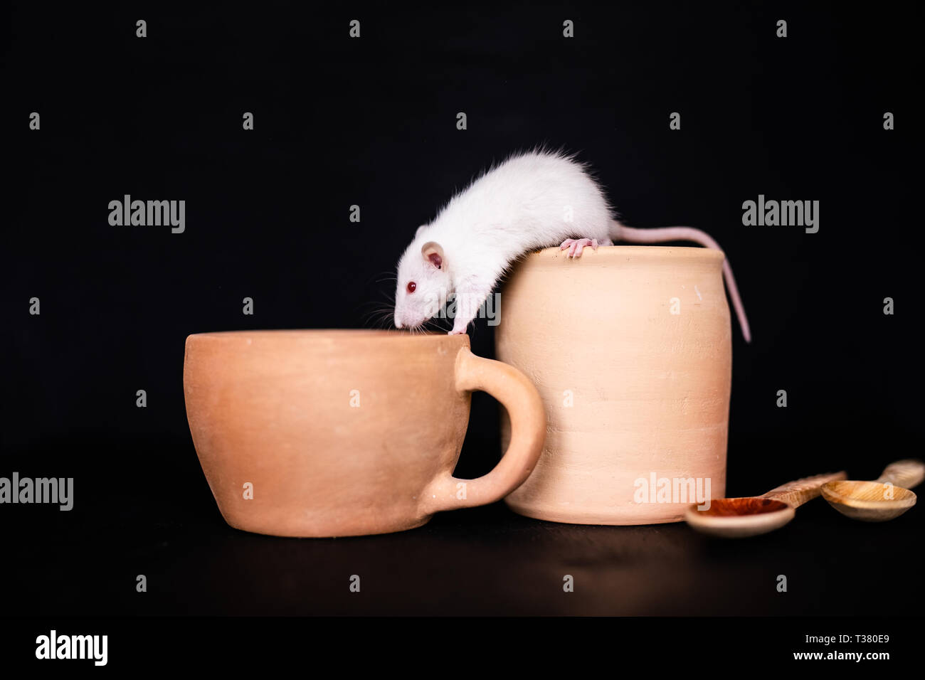 White Rat on the ceramic jar on the table. Black background Stock Photo ...