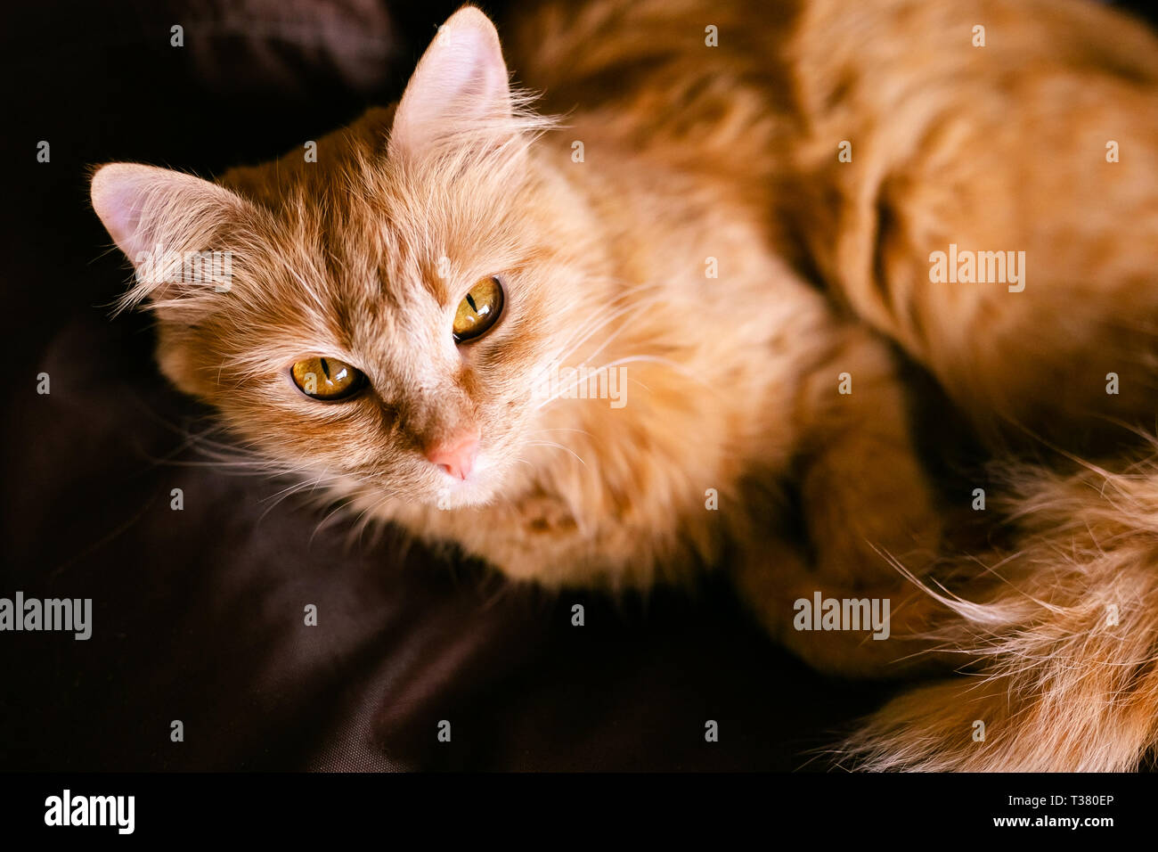 Close-up Portrait of Red Ginger Cat on brown background, front view ...