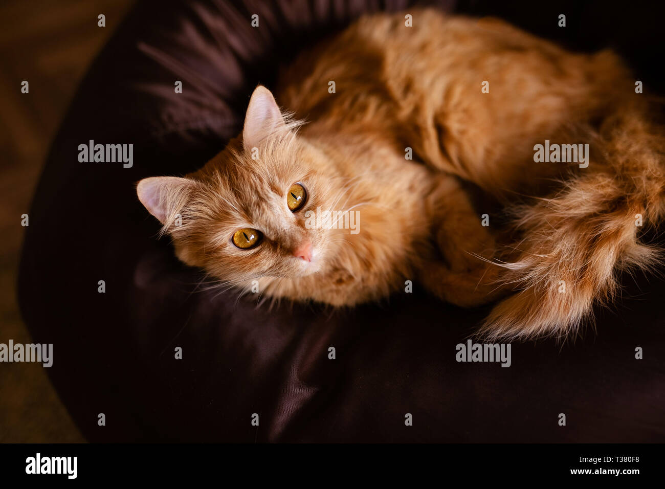 Lovely mamal hi-res stock photography and images - Alamy