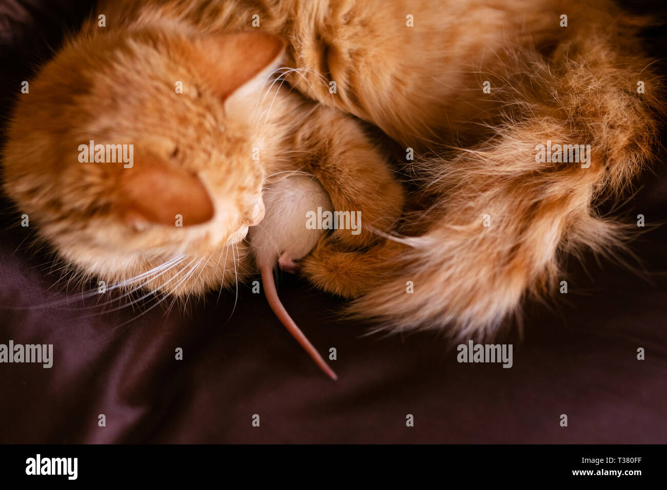Ginger cat and white rat together Stock Photo - Alamy