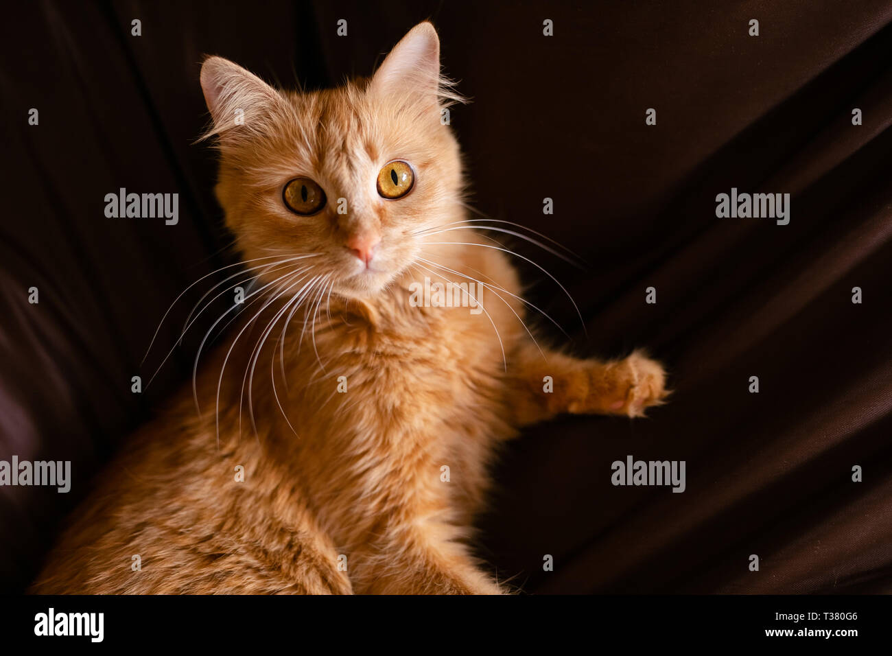 Close-up Portrait of Red Ginger Cat on brown background, front view ...
