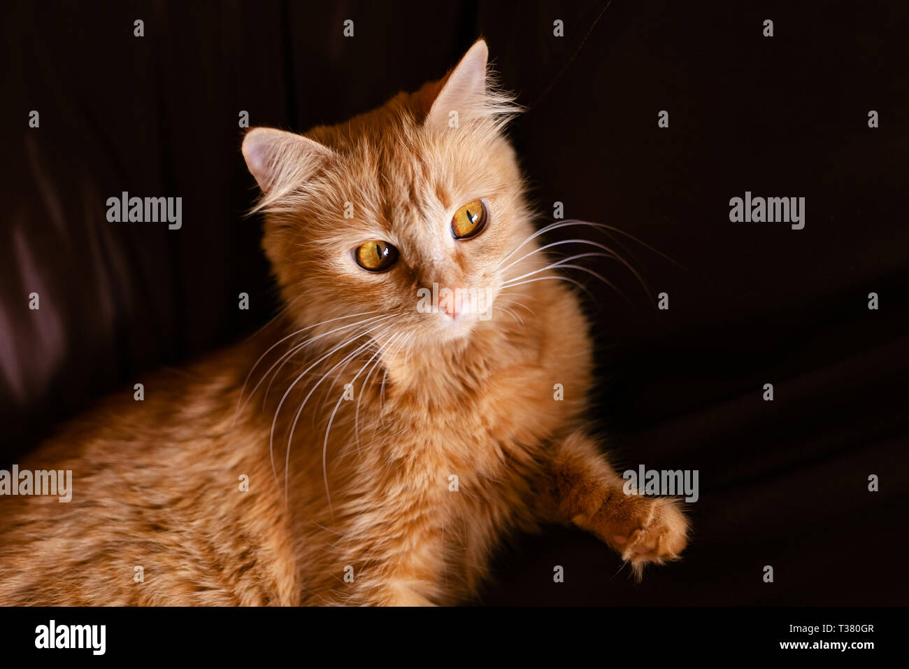 Close-up Portrait of Red Ginger Cat on brown background, front view ...