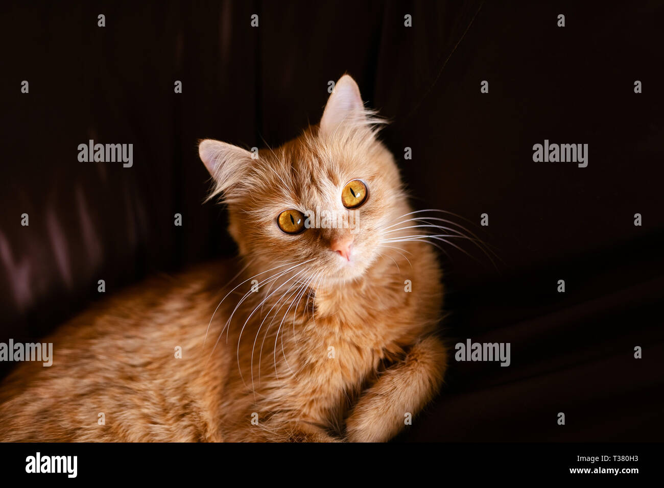 Close-up Portrait of Red Ginger Cat on brown background, front view ...