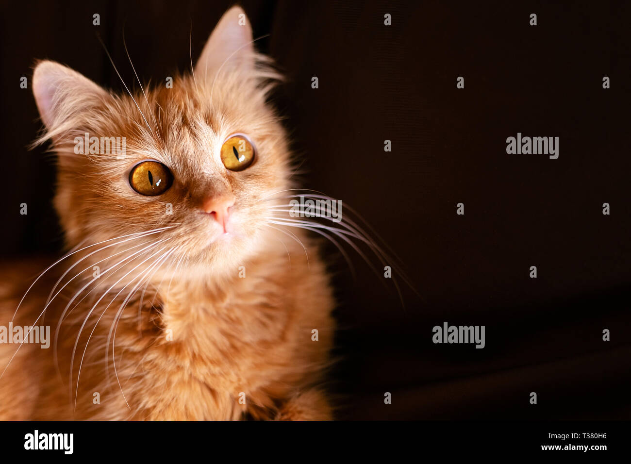 Close-up Portrait of Red Ginger Cat on brown background, front view ...