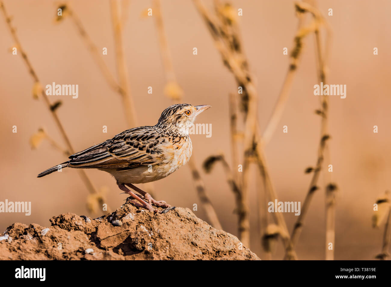 Wild lark hi-res stock photography and images - Alamy