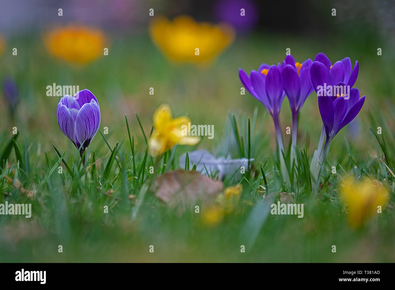 White striped crocuses hi-res stock photography and images - Alamy