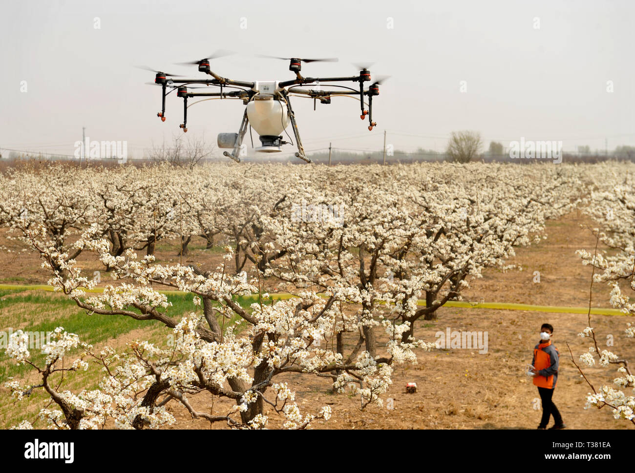 Mu pear village hi-res stock photography and images - Alamy