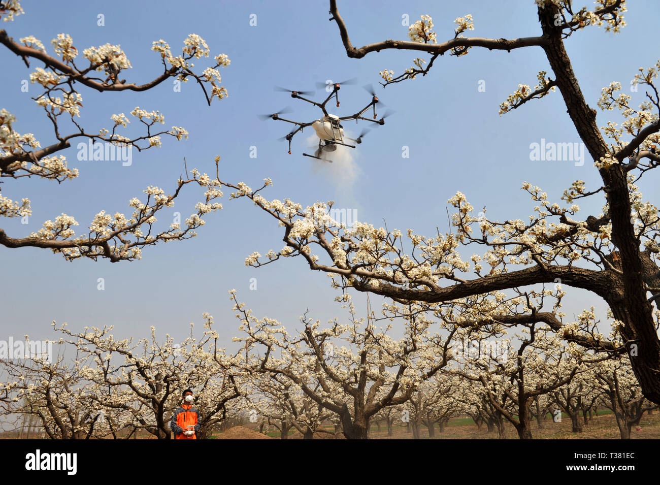 Mu pear village hi-res stock photography and images - Alamy