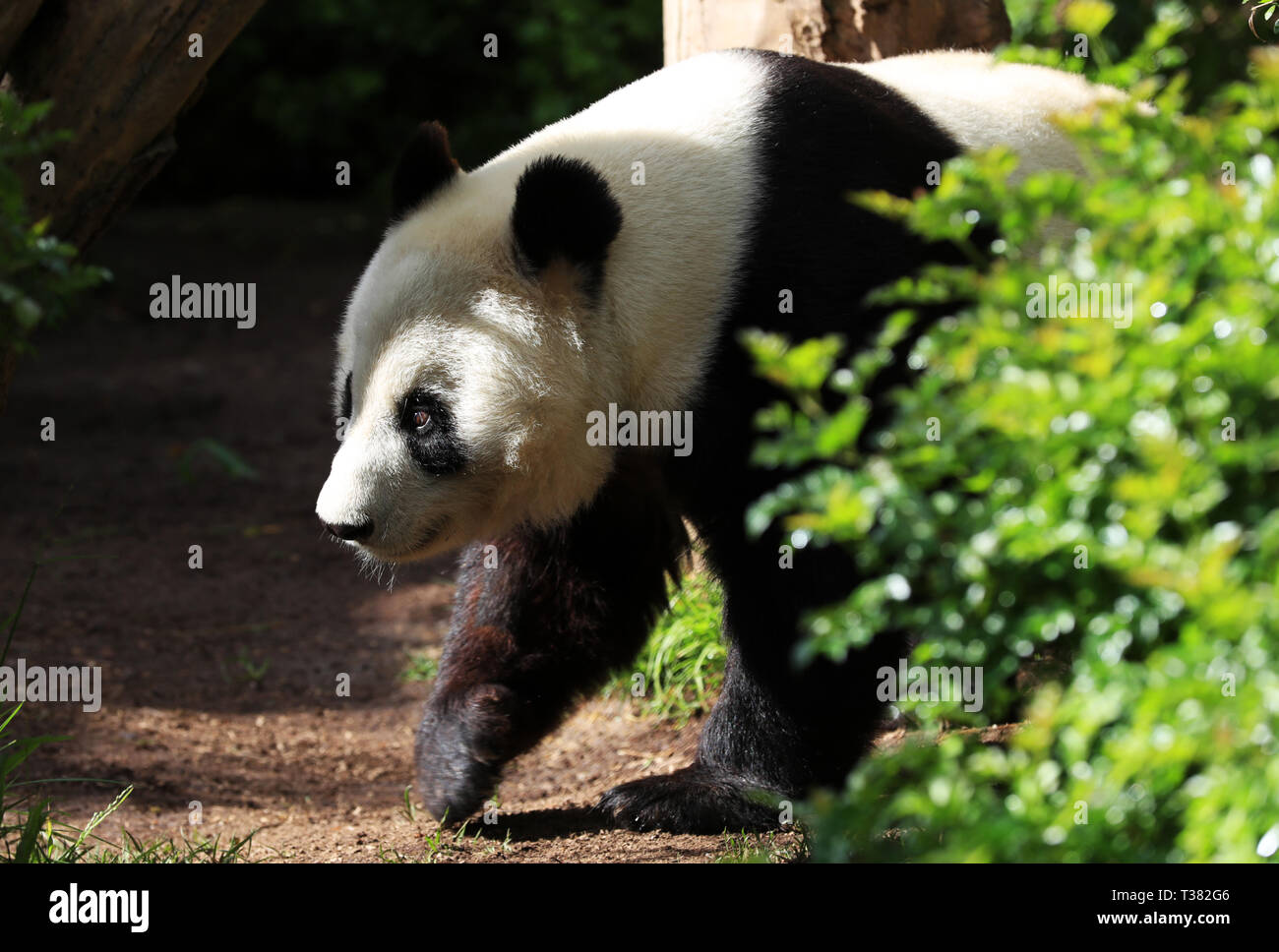 San Diego, USA. 6th Apr, 2019. Twenty-seven-year-old female giant panda ...