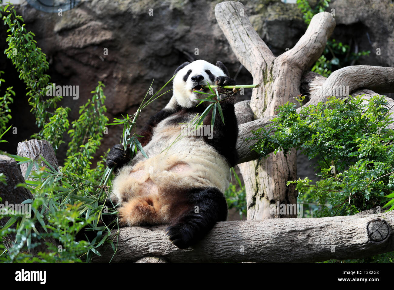 San Diego, USA. 6th Apr, 2019. Twenty-seven-year-old female giant panda ...