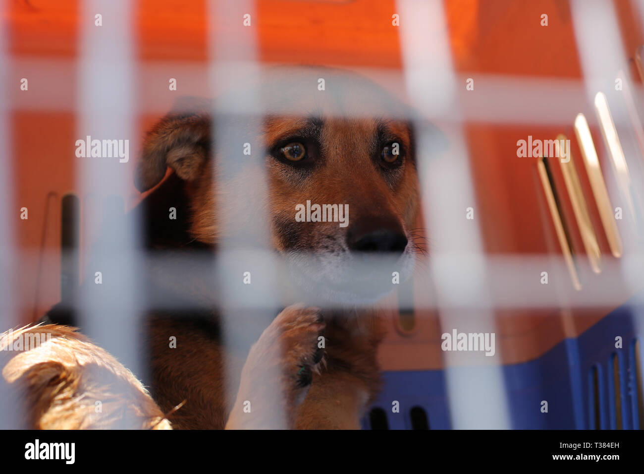 Erez Crossing, The Gaza Strip, Palestine. 7th Apr, 2019. A dog from ...