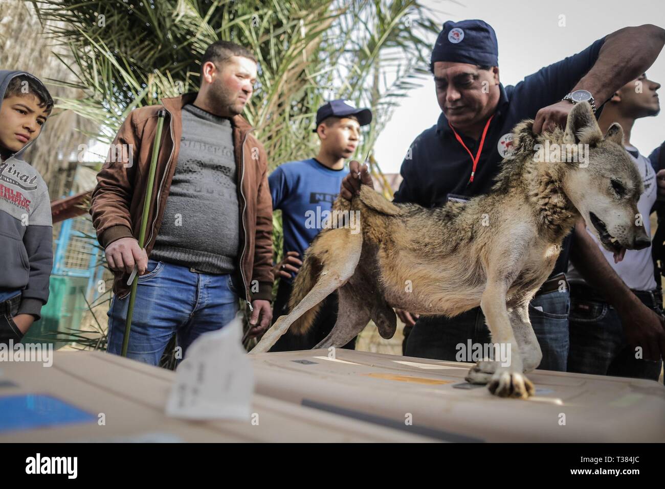 The Gaza Strip, The Gaza Strip, Palestine. 7th Apr, 2019. Animals ...