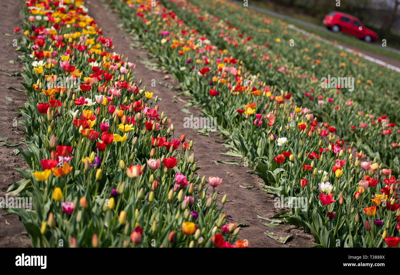Sassenberg, Germany. 07th Apr, 2019. Tulips to pick yourself are ...