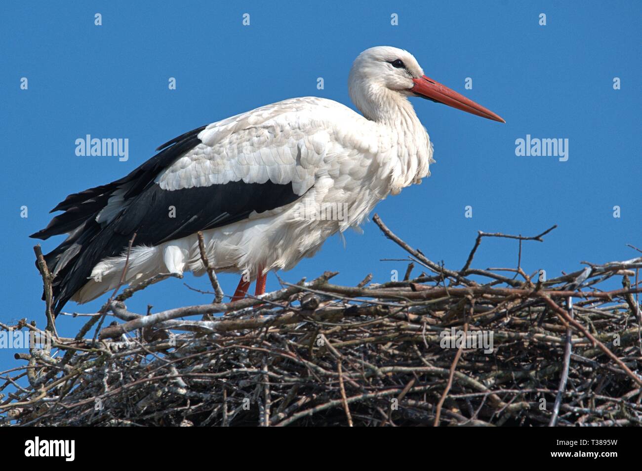 Horst rattle hi-res stock photography and images - Alamy