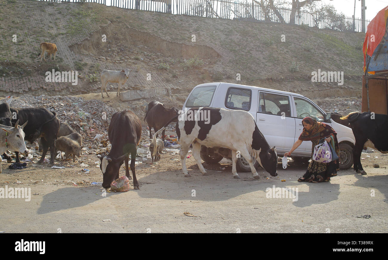 Cow slaughter india hi-res stock photography and images - Alamy