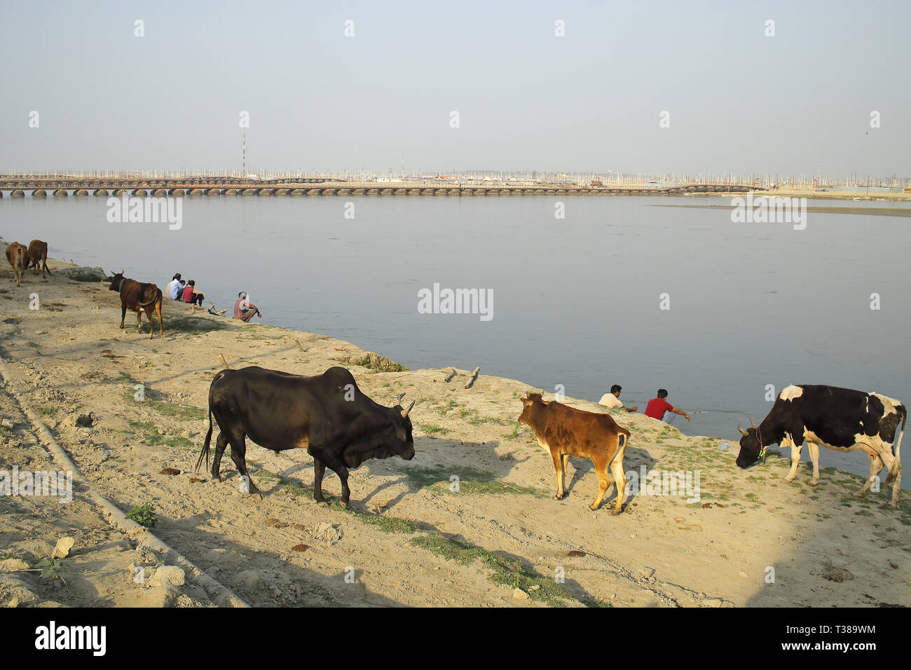 Cow slaughter india hi-res stock photography and images - Alamy
