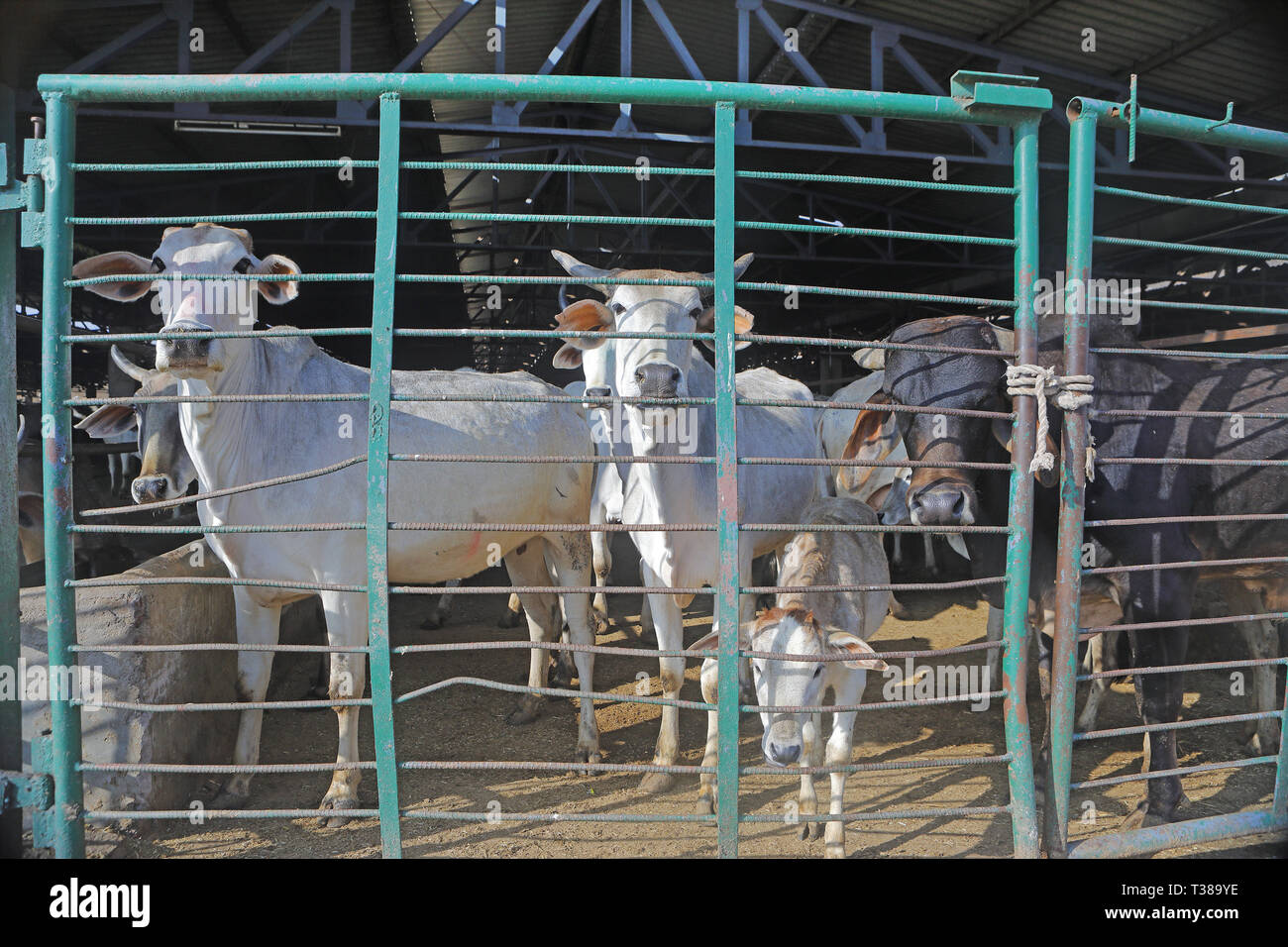 March 16, 2019 - Uttar Pradesh, India - 16 March 2019 - Uttar Pradesh ...