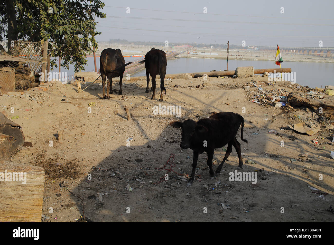 Cow slaughter india hi-res stock photography and images - Alamy