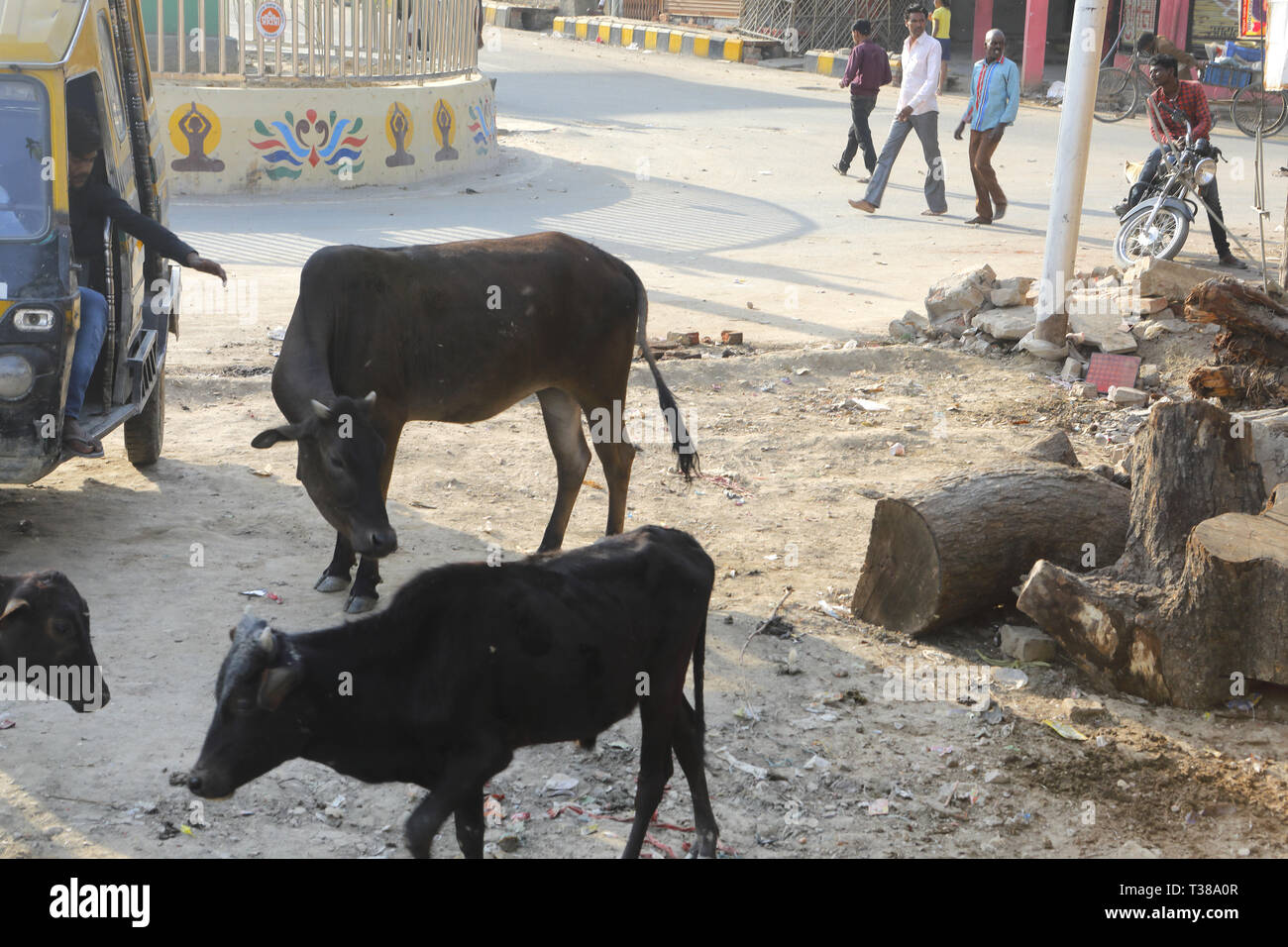 Cow Slaughter India High Resolution Stock Photography and Images - Alamy