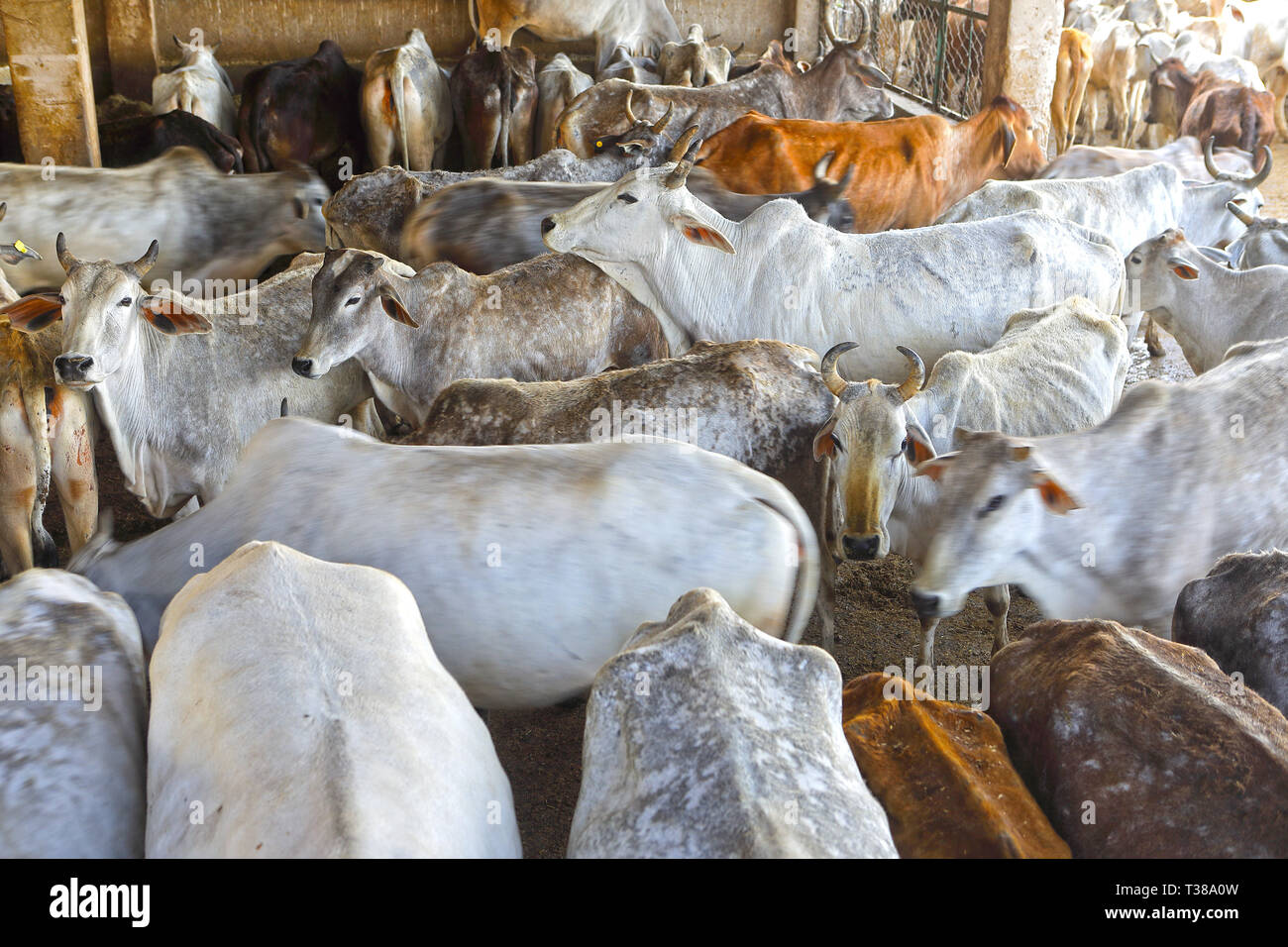 India haryana cattle hi-res stock photography and images - Alamy