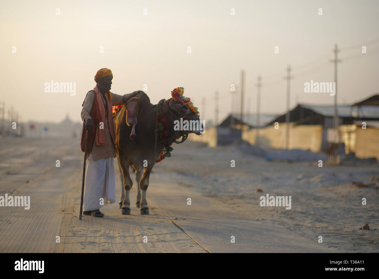 Genesis Bull High Resolution Stock Photography and Images - Alamy