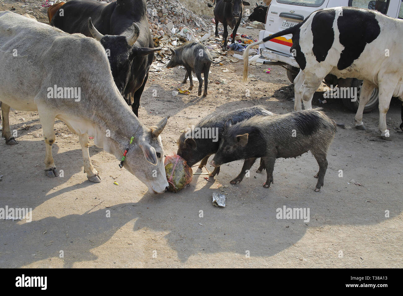 Cow slaughter india hi-res stock photography and images - Alamy