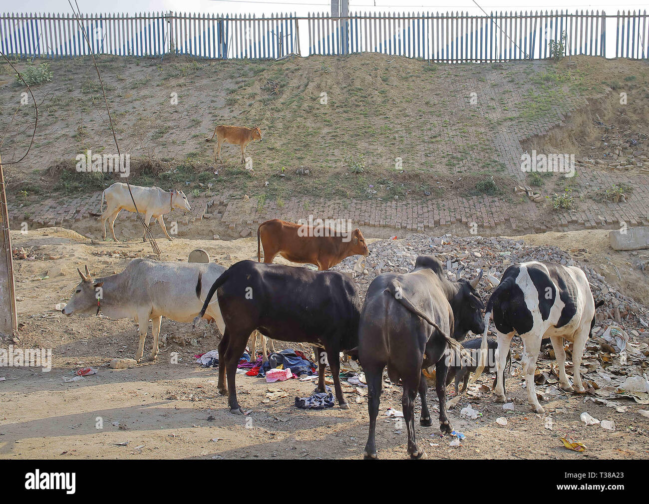 Cow slaughter india hi-res stock photography and images - Alamy