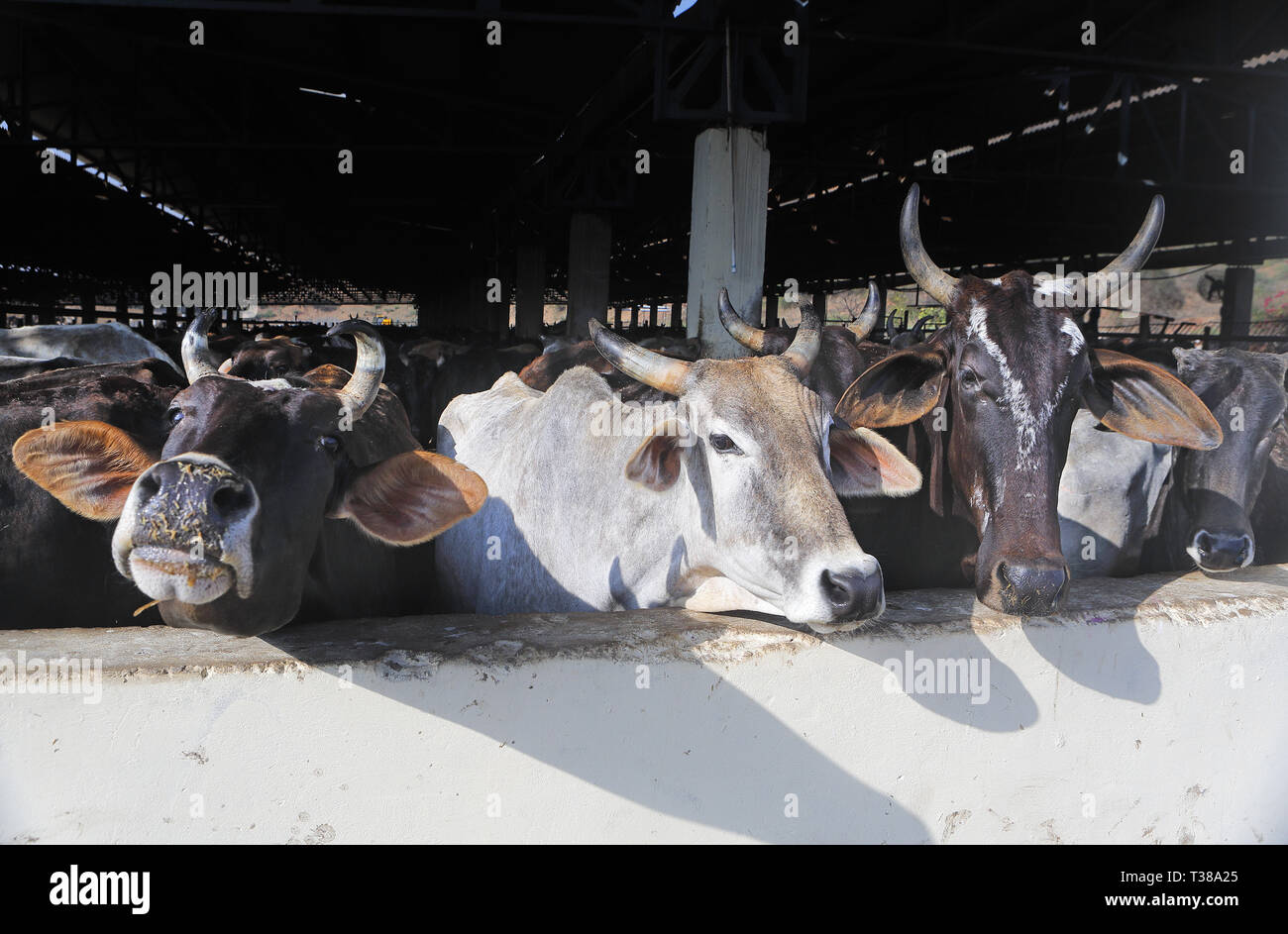 India haryana cattle hi-res stock photography and images - Alamy