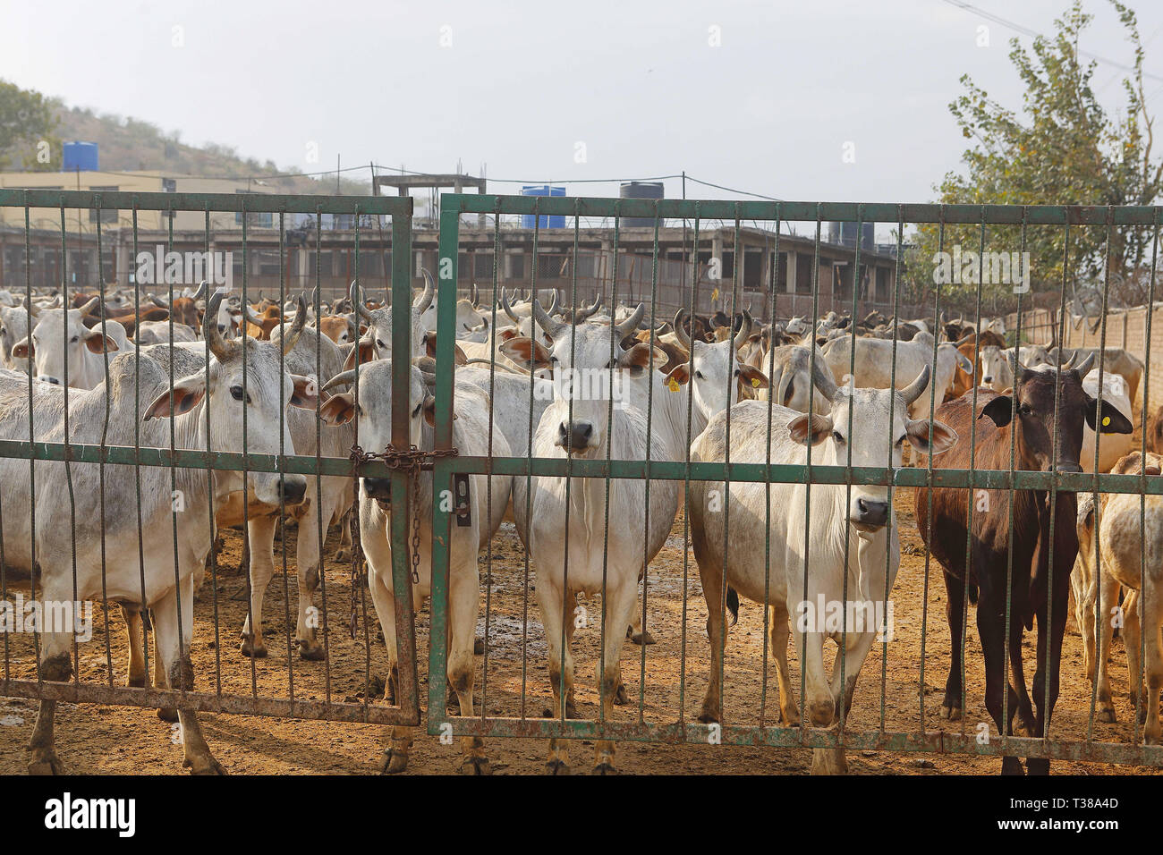 Indias 14th prime minister hi-res stock photography and images - Alamy